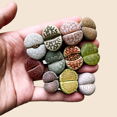 Colorful Lithops Assorted Collection {Perfect Holiday Gift} – Secret ...